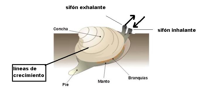 MOLUSCOS :: Biologia 5B