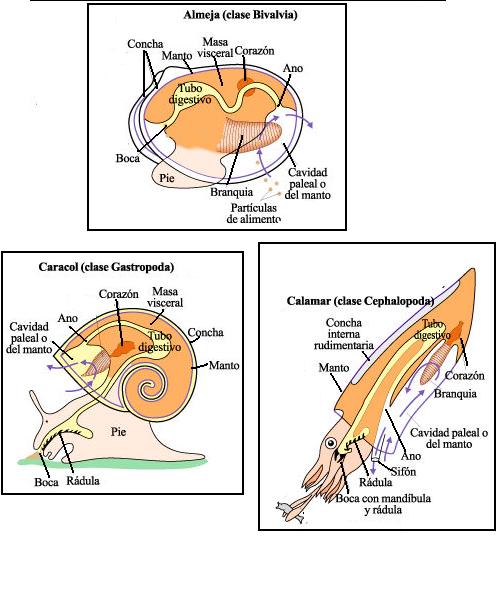 MOLUSCOS :: Biologia 5B