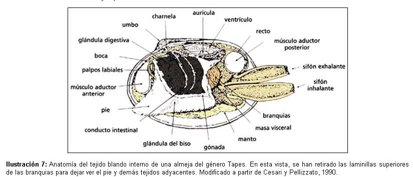 MOLUSCOS :: Biologia 5B