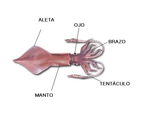 MOLUSCOS :: Biologia 5B