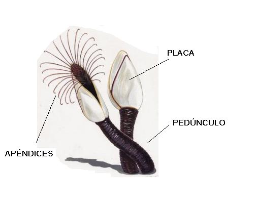 CRUSTACEOS :: Biologia 5B