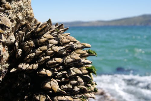 CRUSTACEOS :: Biologia 5B