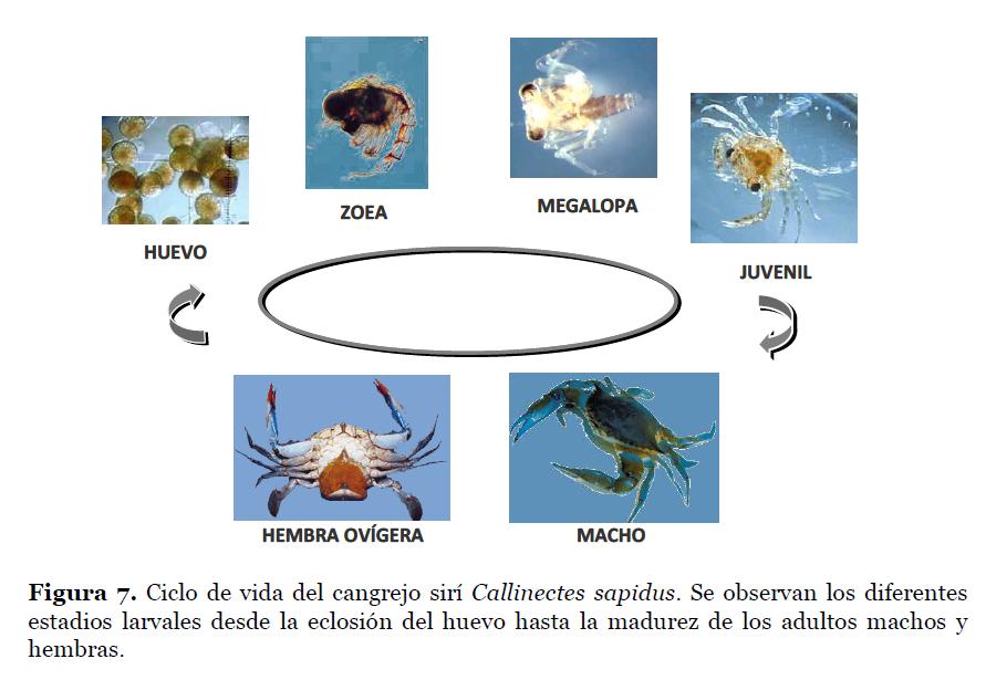 CRUSTACEOS :: Biologia 5B