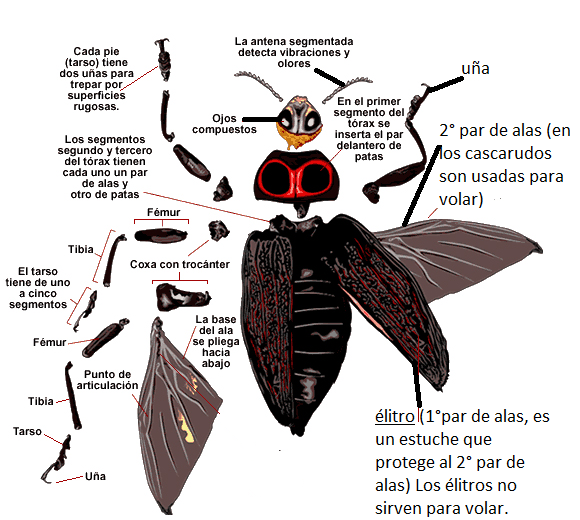 INSECTOS :: Biologia 5B