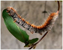 INSECTOS :: Biologia 5B