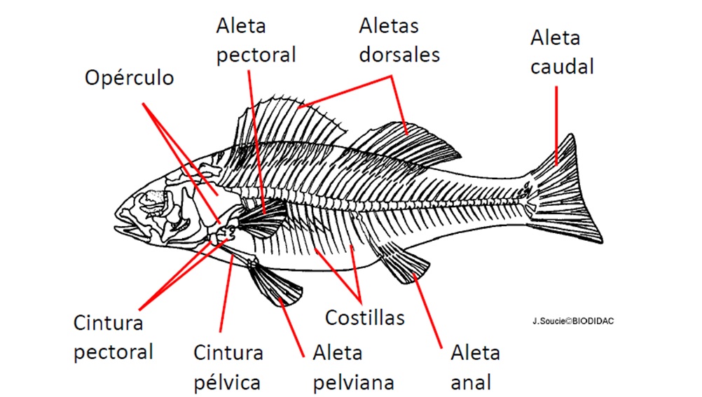 PECES :: Biologia 5B